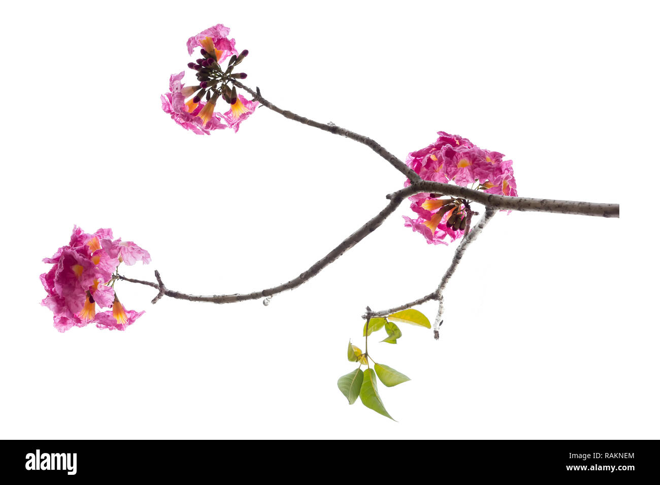 Pink flower and tree branch isolated on white background Stock Photo ...