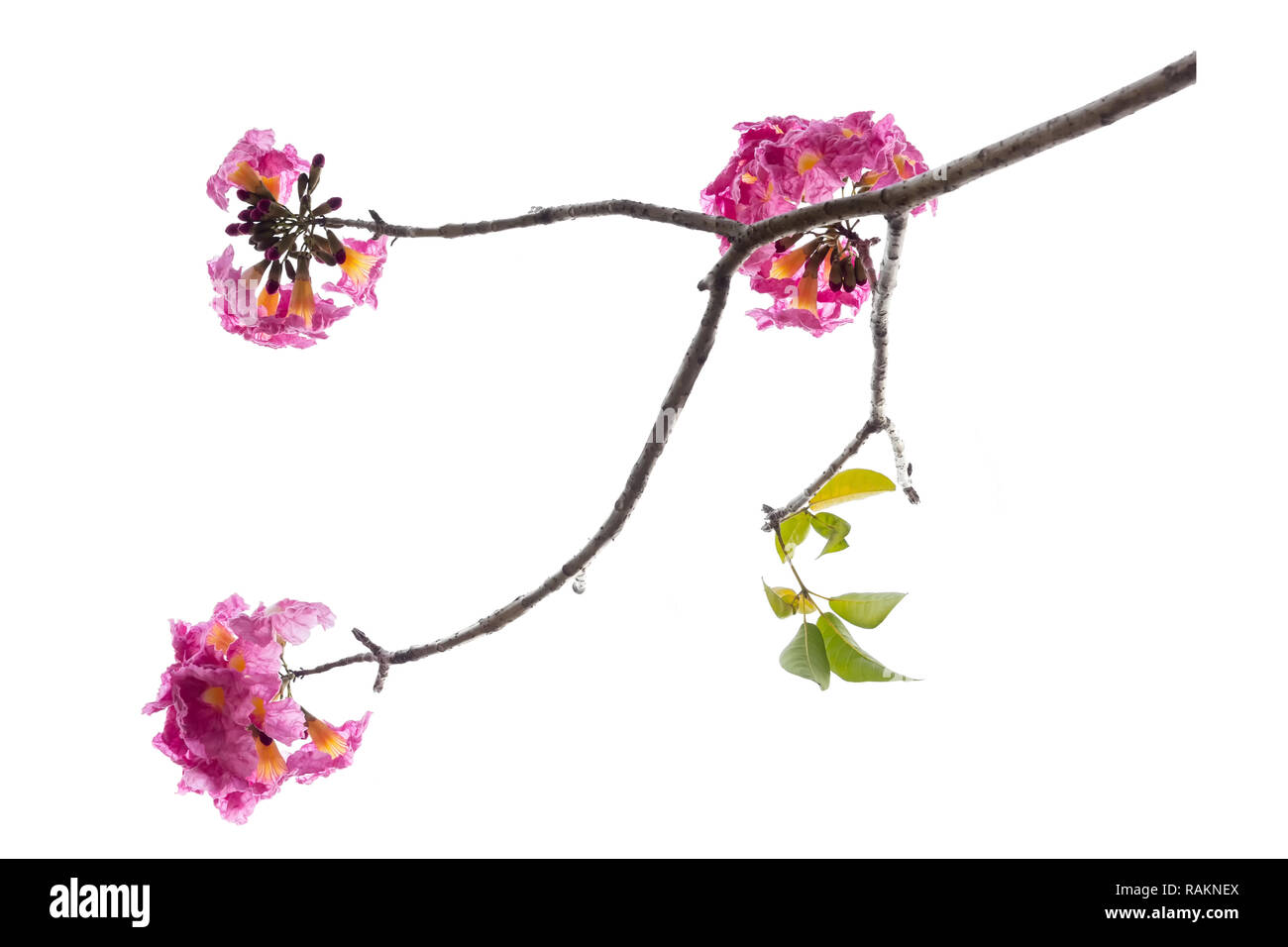 Pink flower and tree branch isolated on white background Stock Photo ...