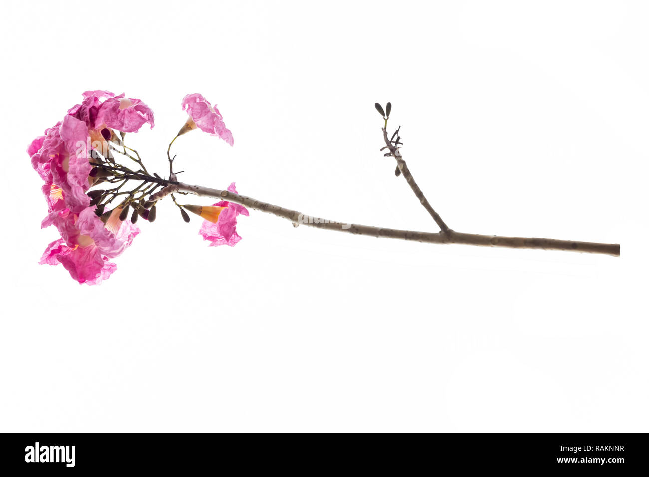 Pink flower and tree branch isolated on white background Stock Photo ...