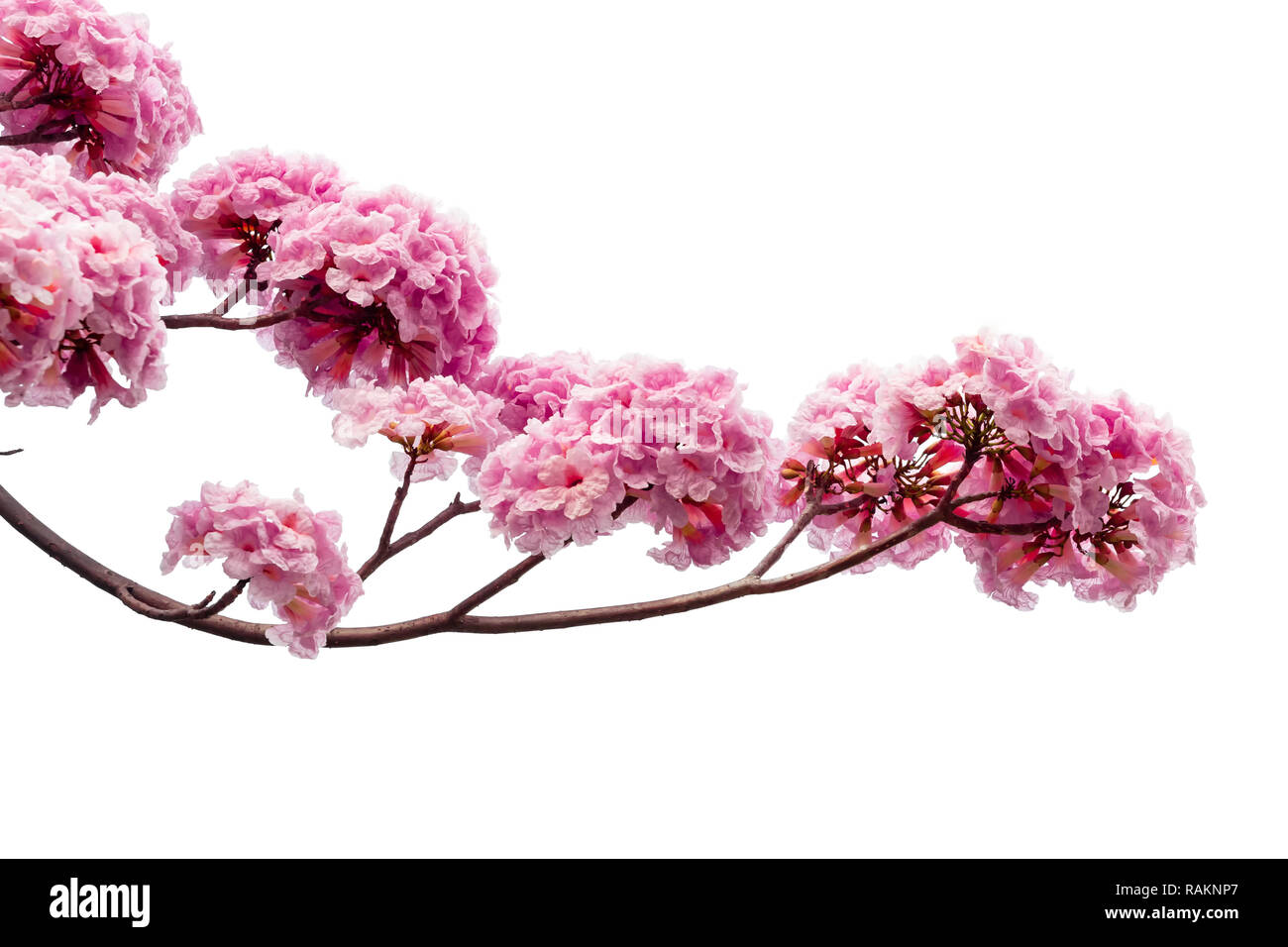 Pink flower and tree branch isolated on white background Stock Photo ...