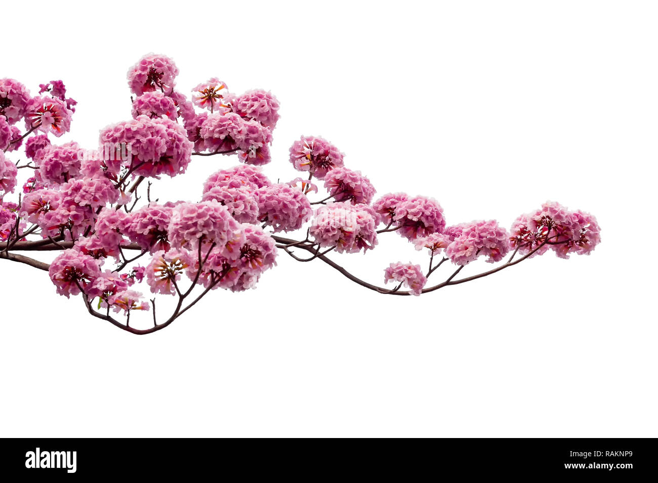 Pink flower and tree branch isolated on white background Stock Photo ...