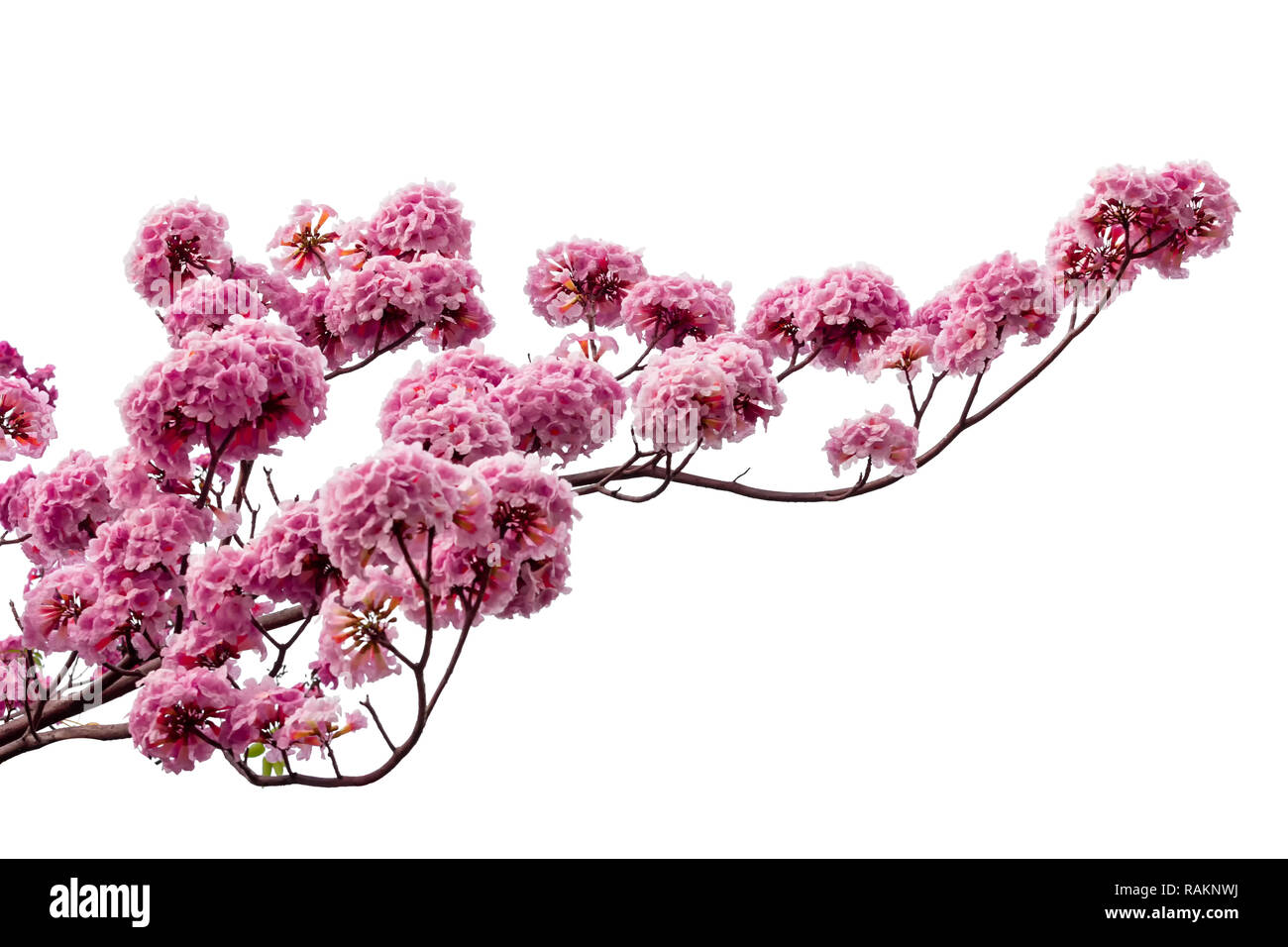 Pink flower and tree branch isolated on white background Stock Photo ...