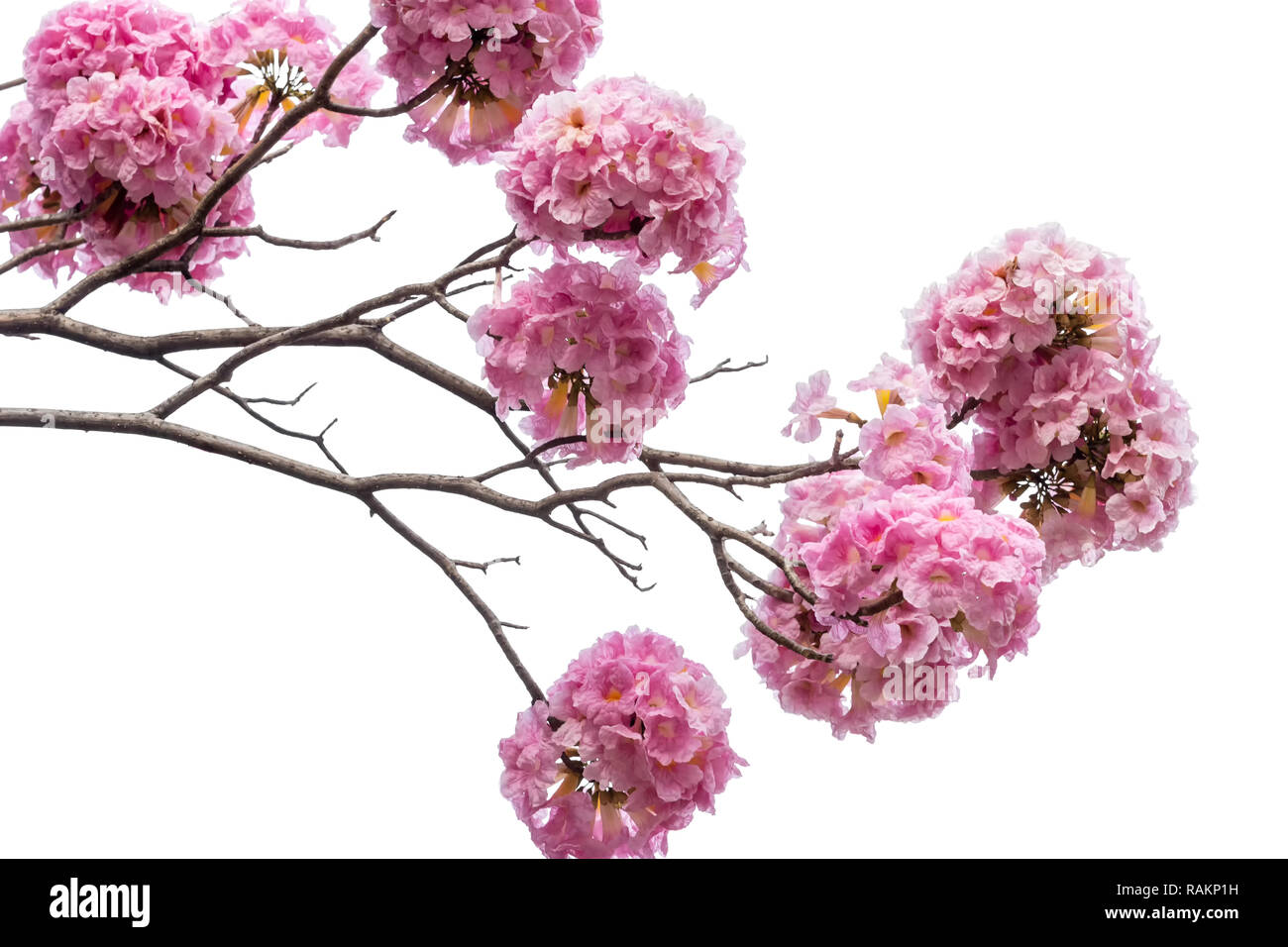 Pink flower and tree branch isolated on white background Stock Photo ...
