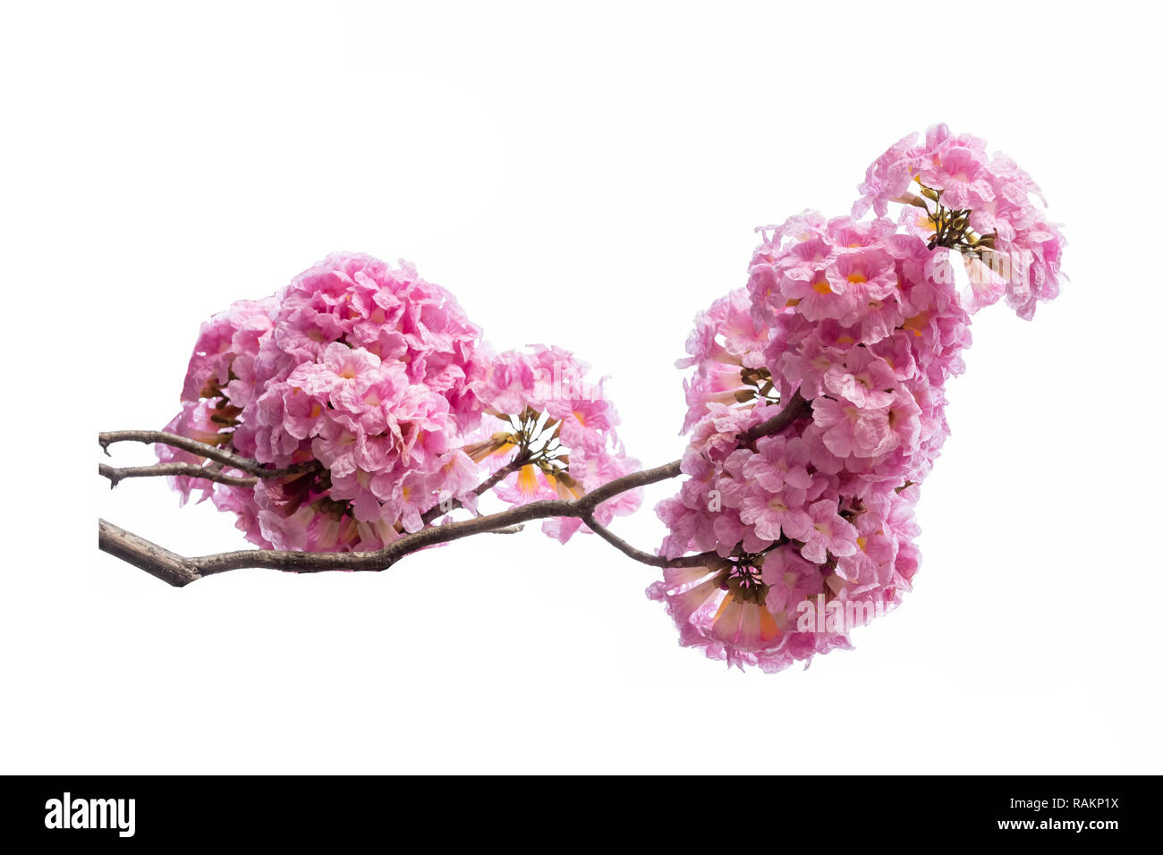 Pink flower and tree branch isolated on white background Stock Photo ...