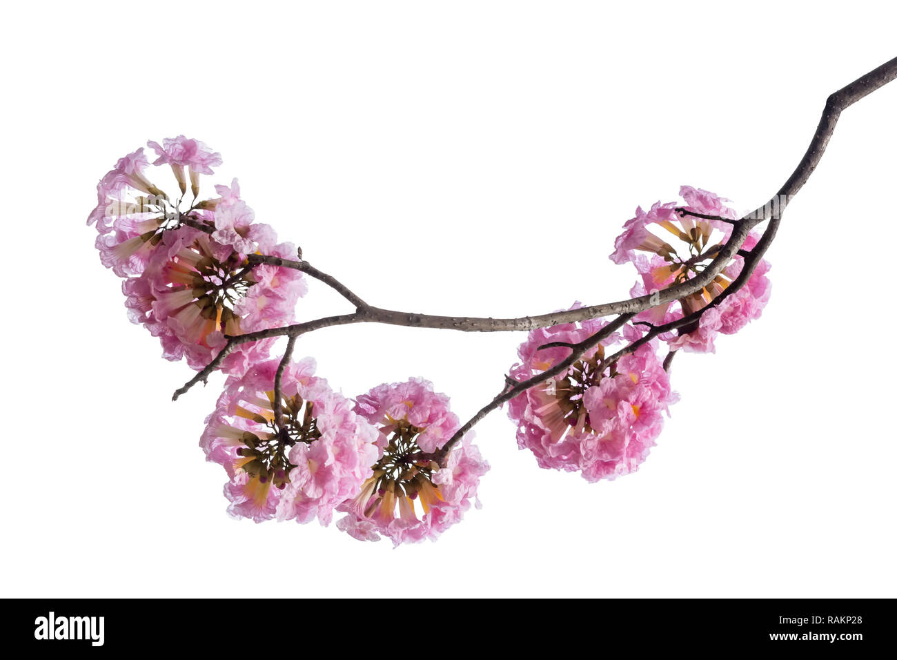 Pink flower and tree branch isolated on white background Stock Photo ...