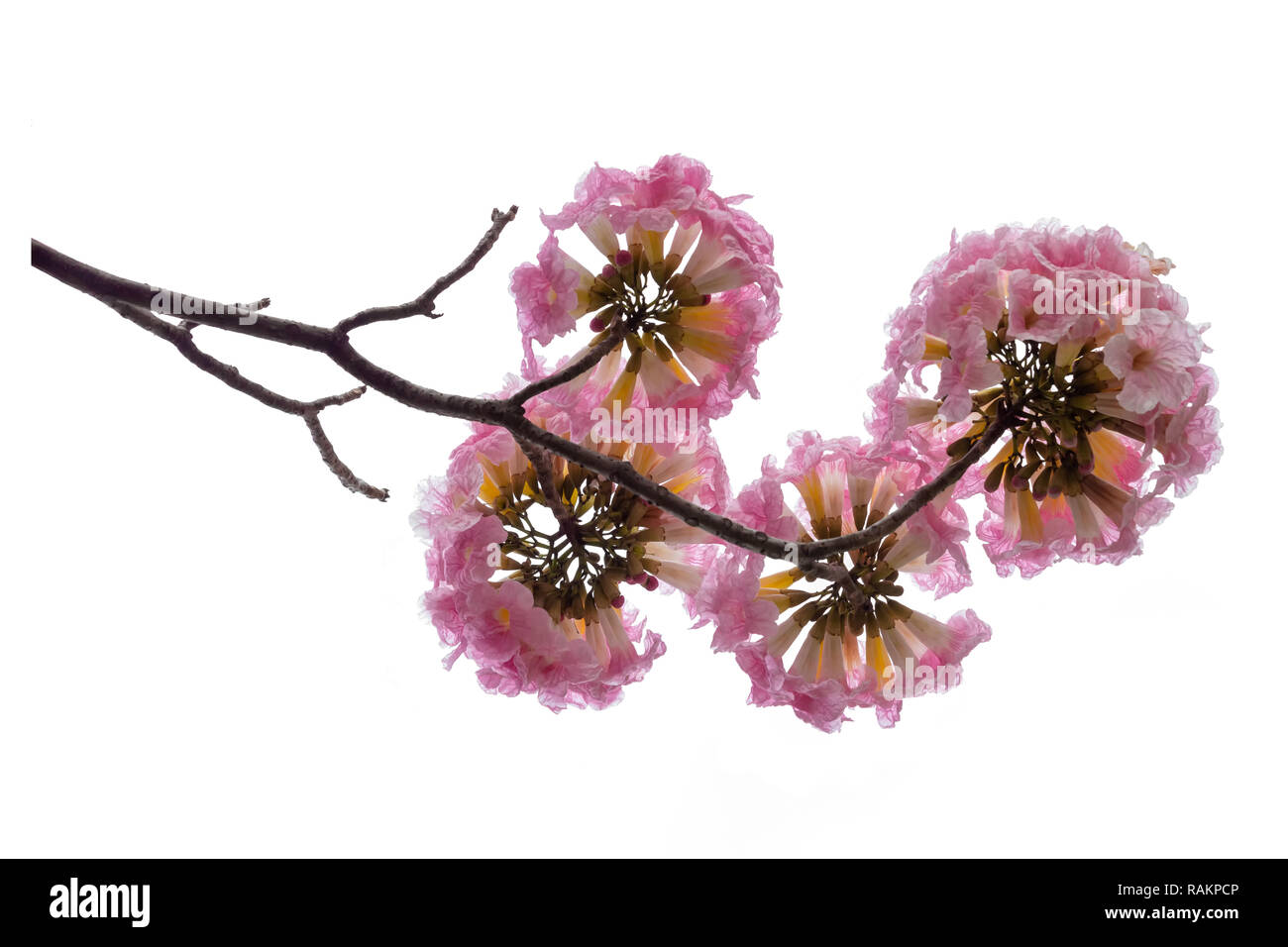 Pink flower and tree branch isolated on white background Stock Photo ...