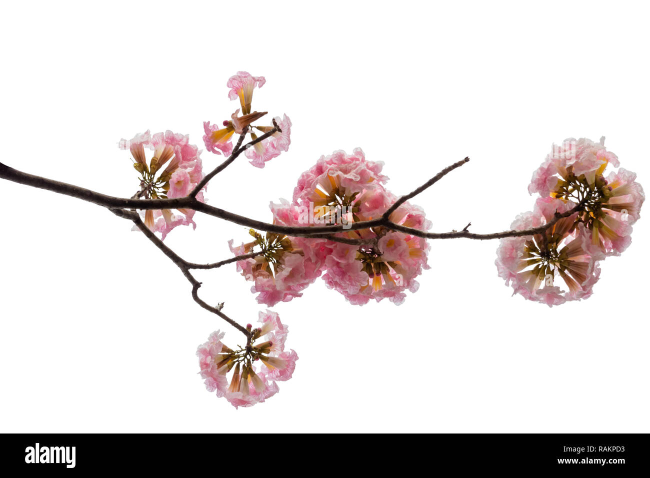 Pink flower and tree branch isolated on white background Stock Photo ...