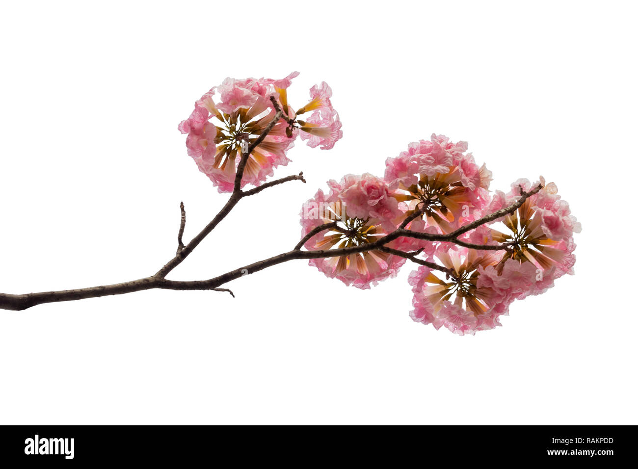 Pink flower and tree branch isolated on white background Stock Photo ...