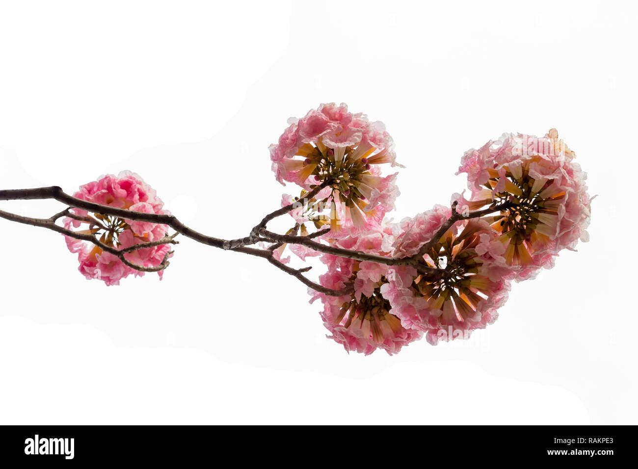 Pink flower and tree branch isolated on white background Stock Photo ...