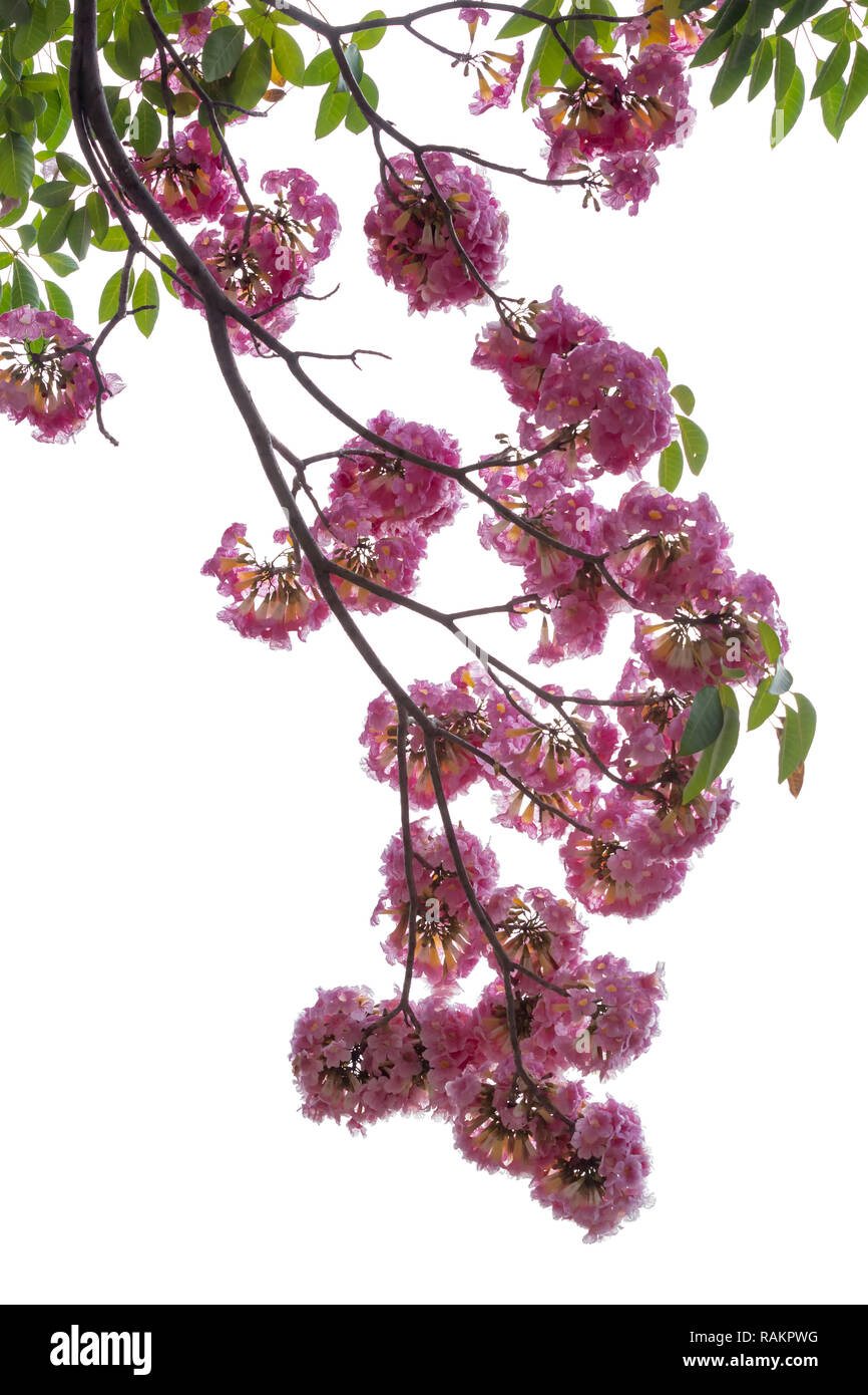 Pink flower and tree branch isolated on white background Stock Photo ...