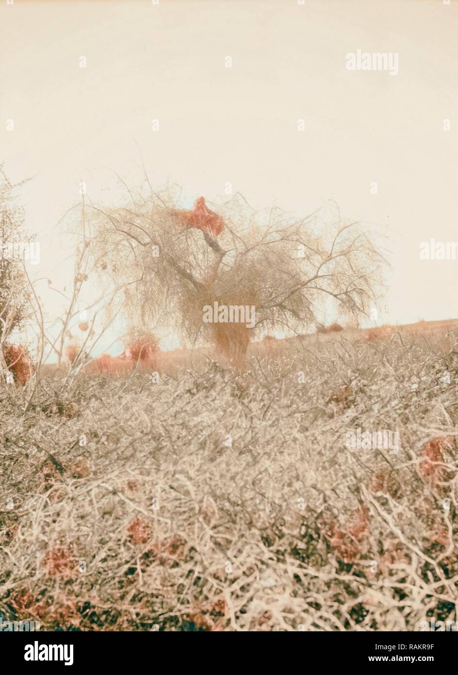 Human nest in a tree in Transjordan?. 1925, Jordan. Reimagined by Gibon ...