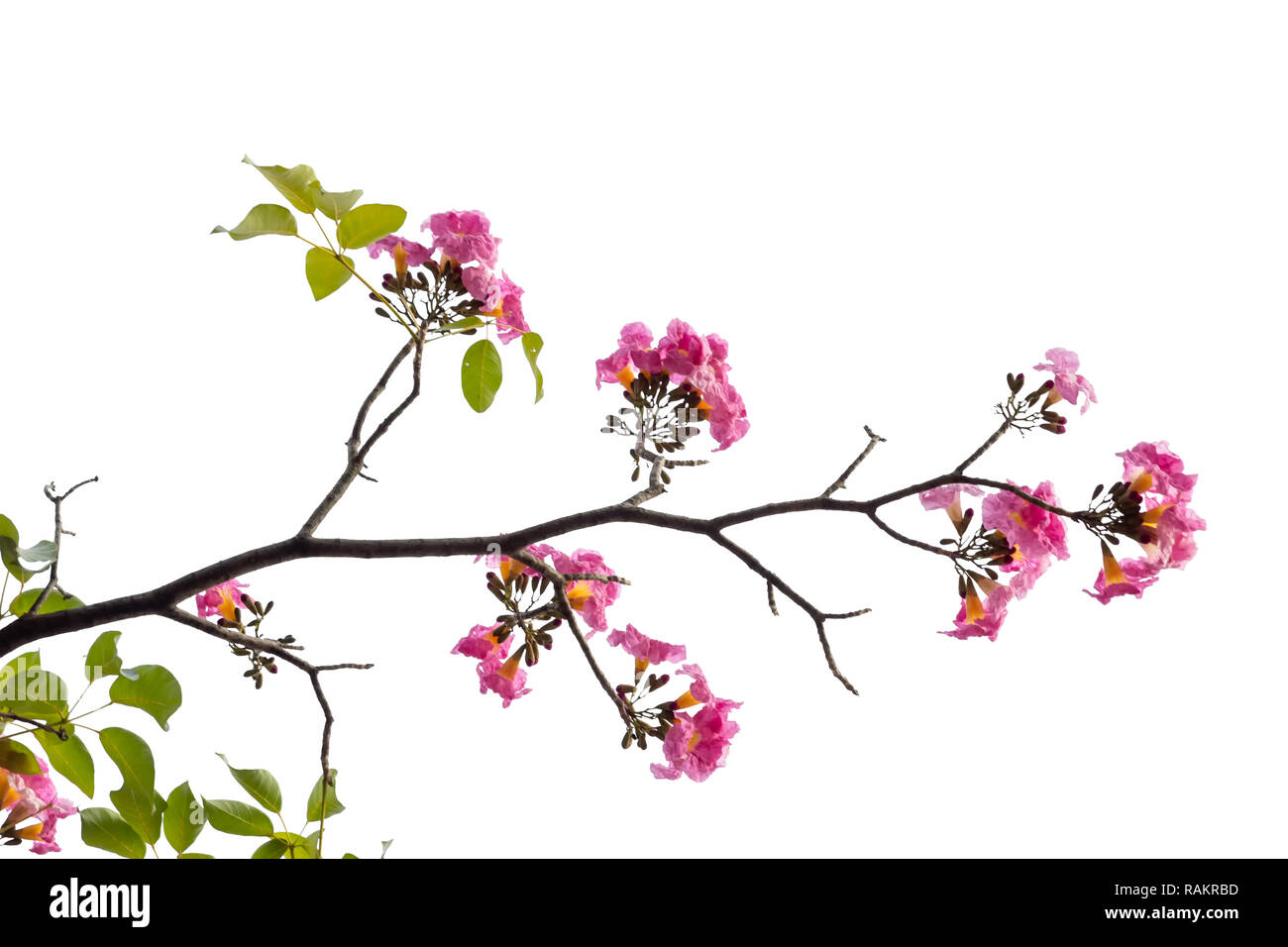 Pink flower and tree branch isolated on white background Stock Photo ...