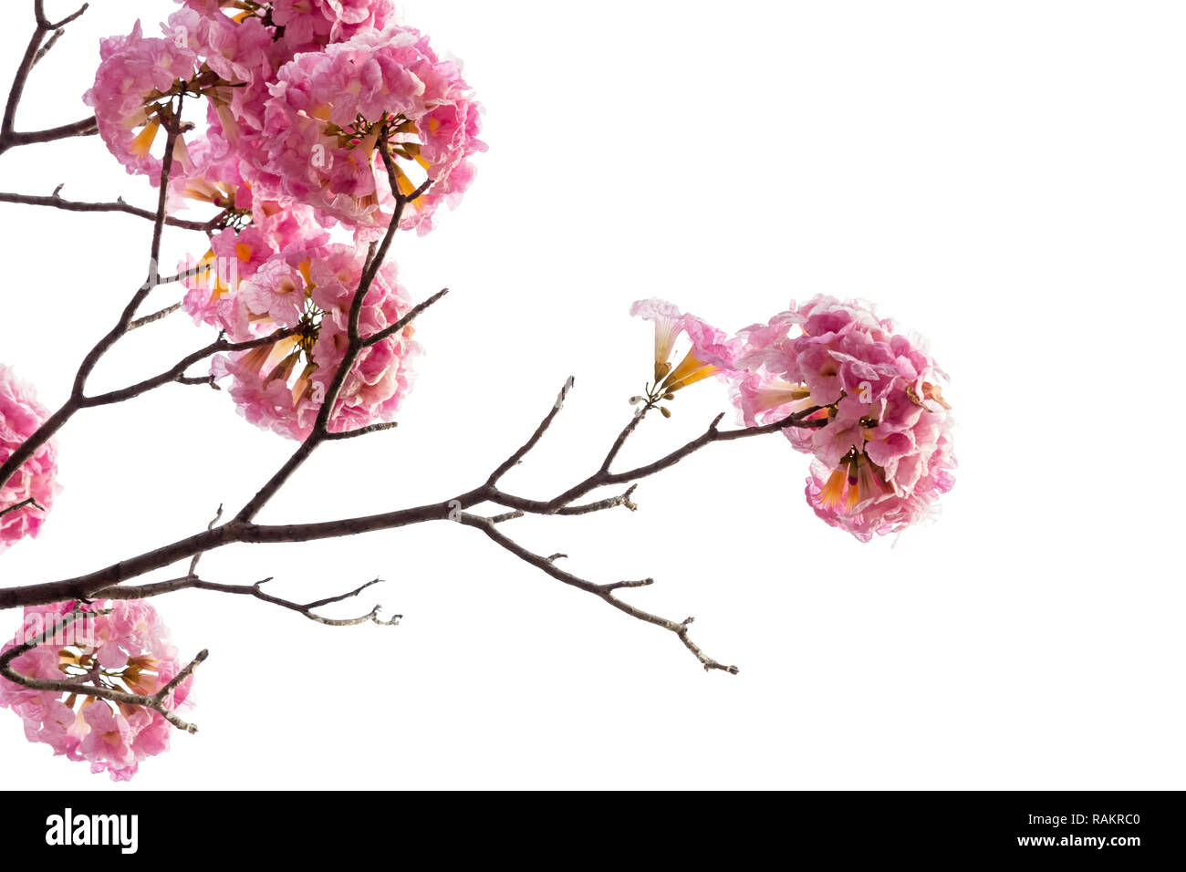 Pink flower and tree branch isolated on white background Stock Photo ...