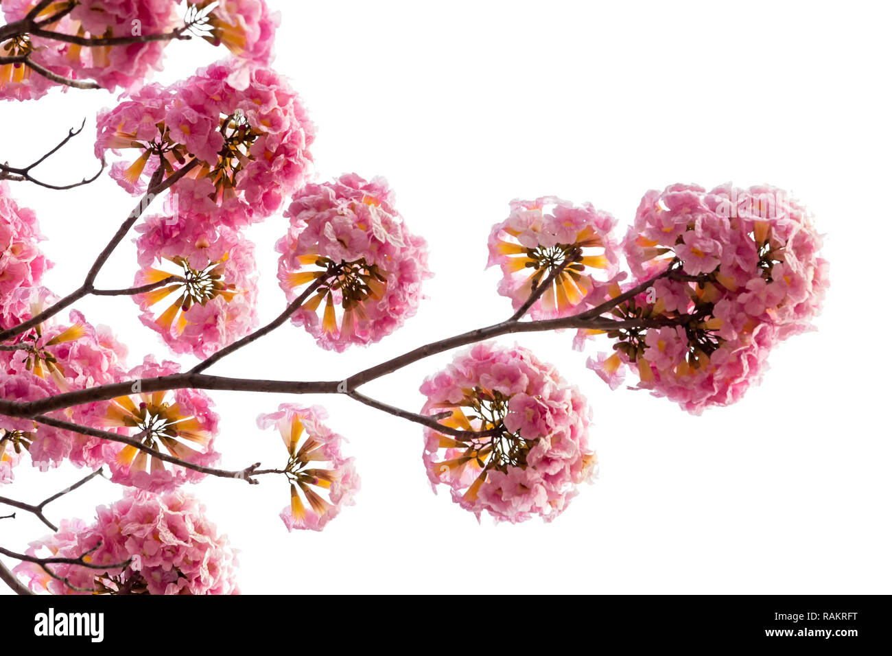 Pink flower and tree branch isolated on white background Stock Photo ...