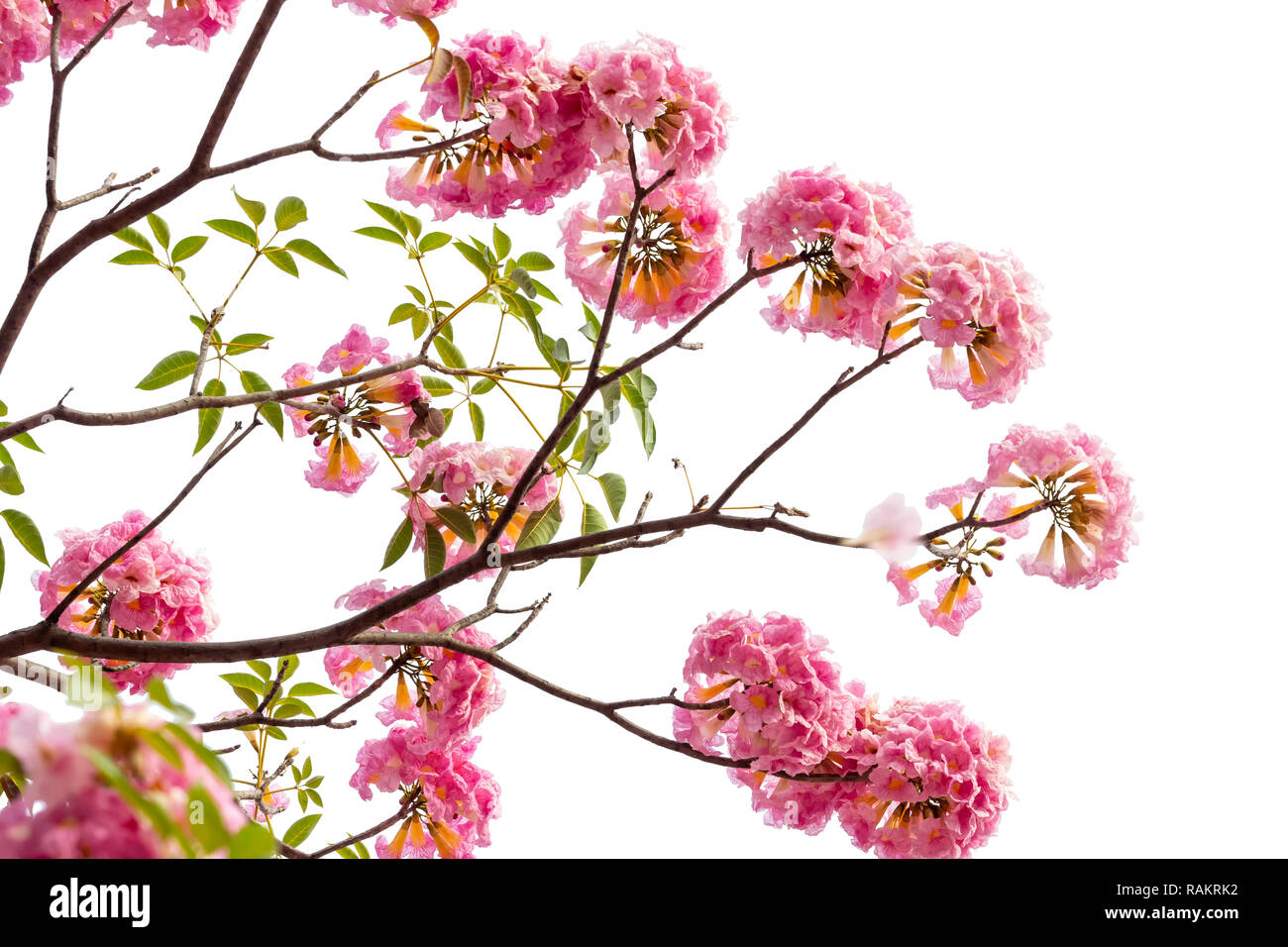 Pink flower and tree branch isolated on white background Stock Photo ...