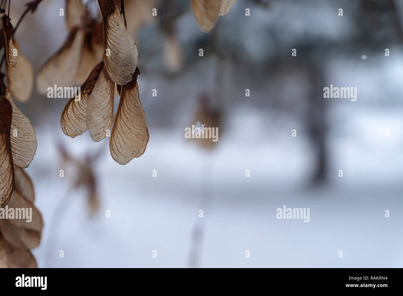 Winged seed pods hi-res stock photography and images - Alamy