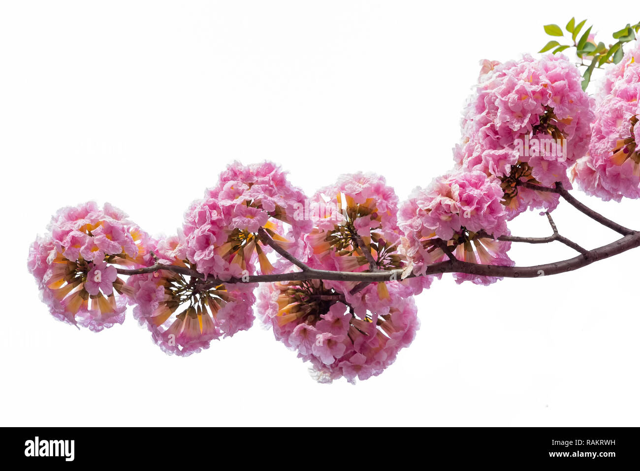 Pink flower and tree branch isolated on white background Stock Photo ...