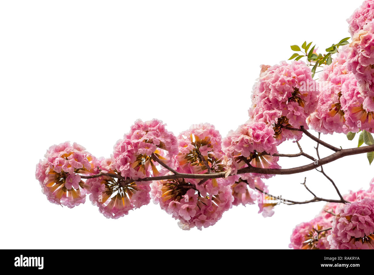 Pink flower and tree branch isolated on white background Stock Photo ...