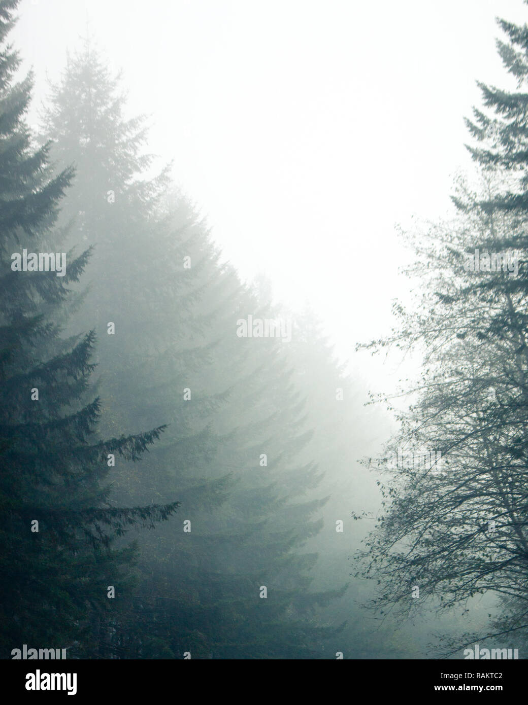 Oregon woods trees hi-res stock photography and images - Alamy