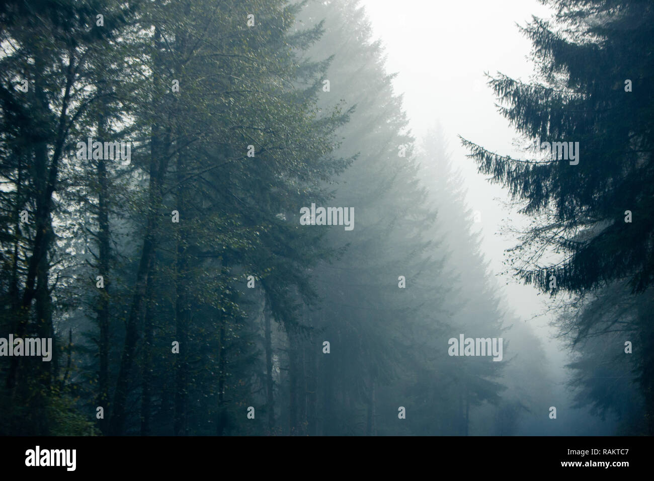 Oregon woods hi-res stock photography and images - Alamy