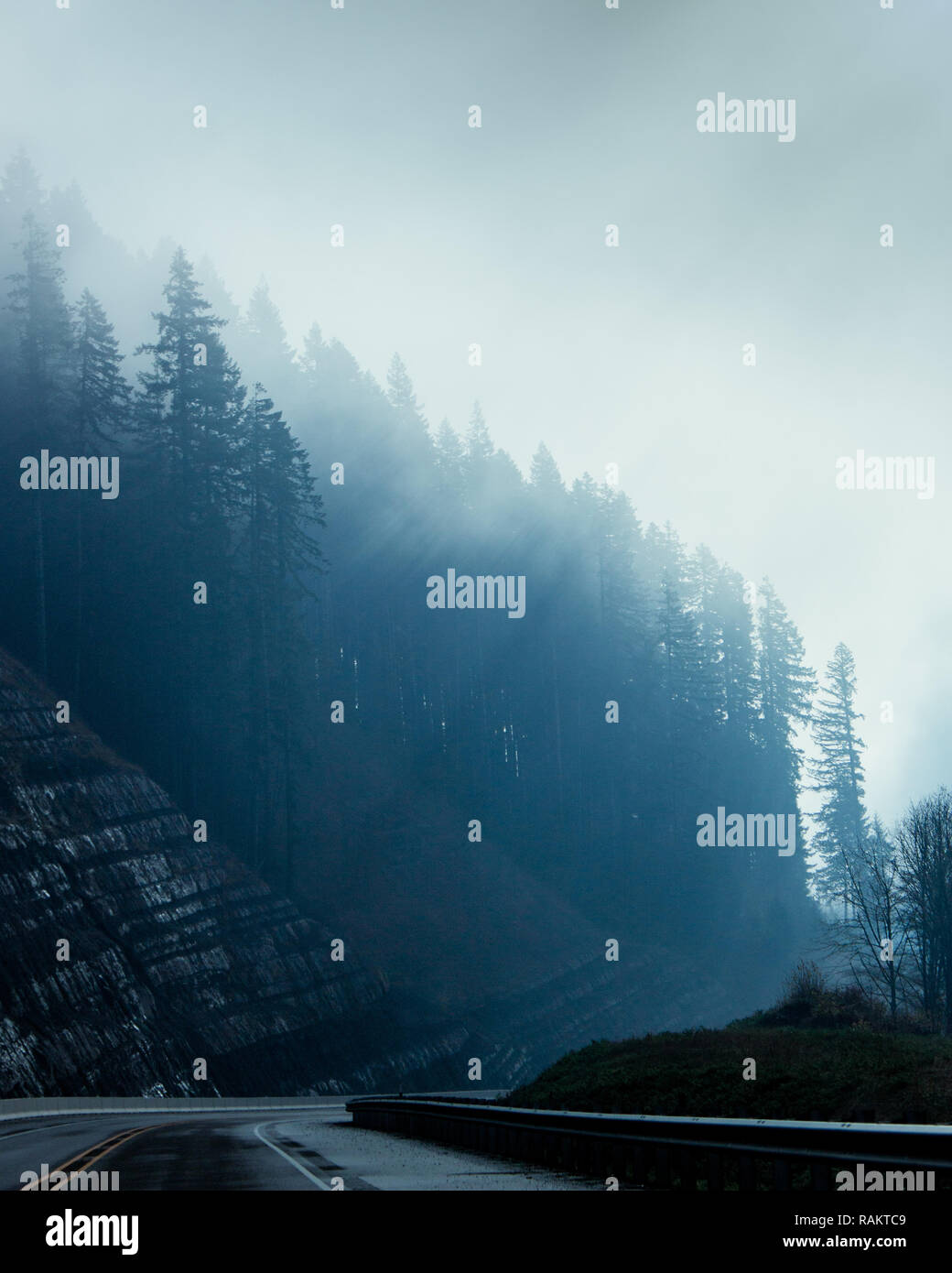 Oregon woods trees hi-res stock photography and images - Alamy