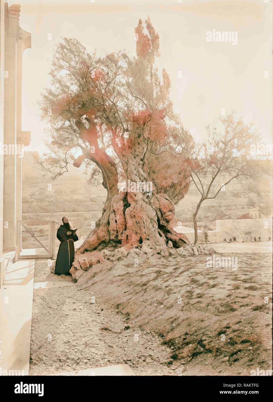 Franciscan father praying under 'Tree of Agony'. 1934, Jerusalem ...