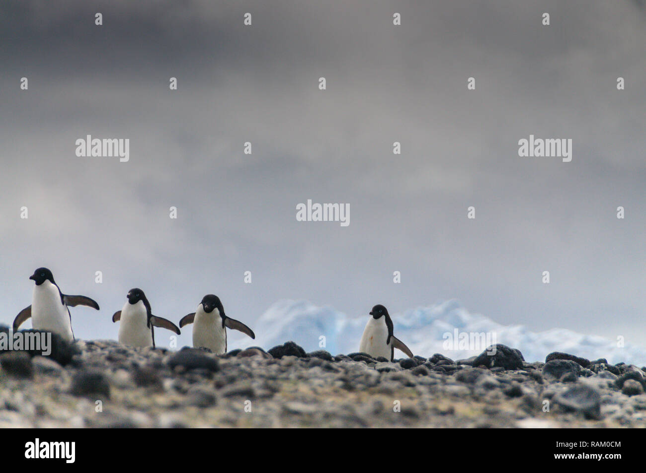Penguins adelie colony iceberg background hi-res stock photography and ...