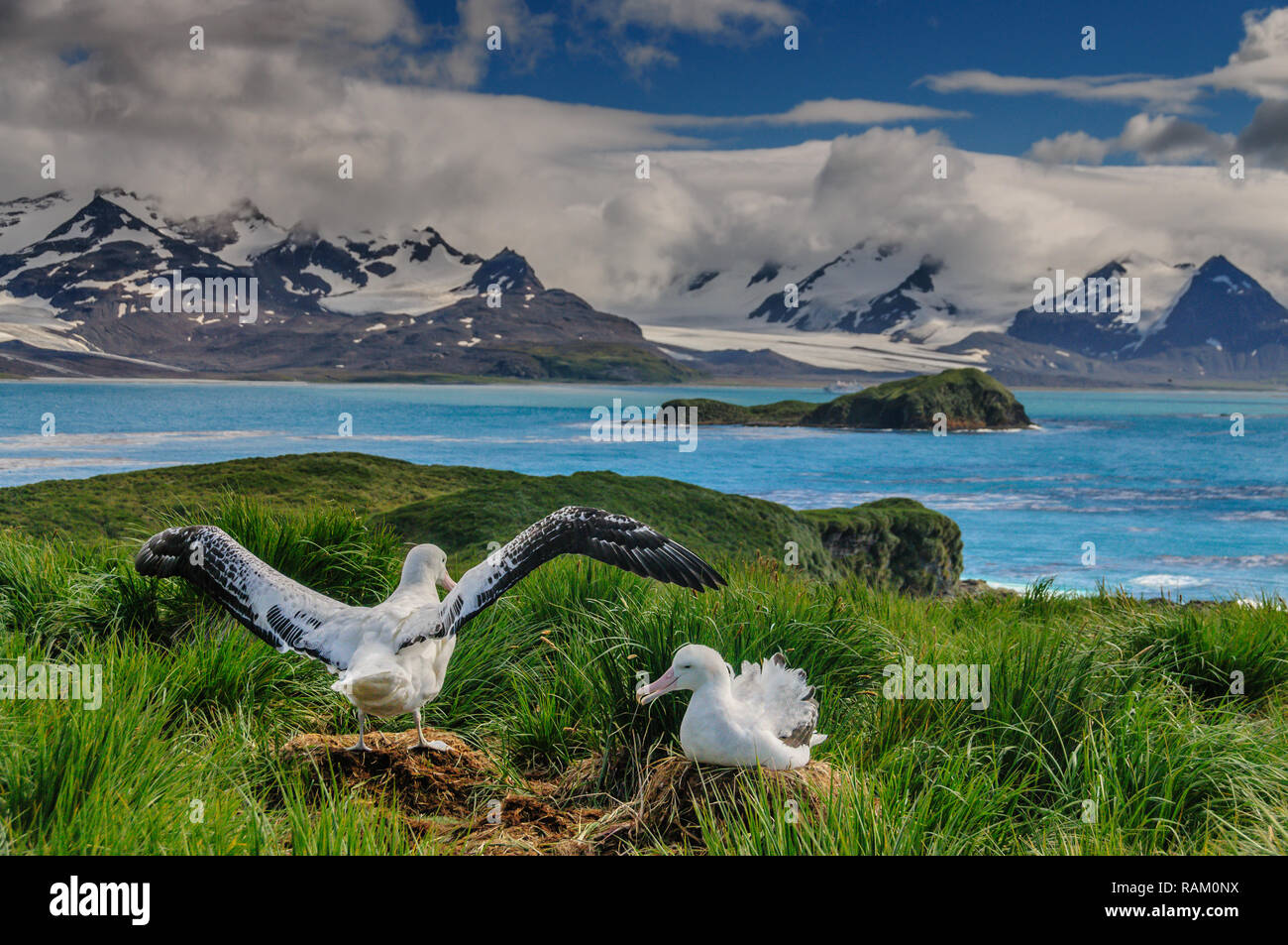 Animal pair on south georgia island hi-res stock photography and images ...