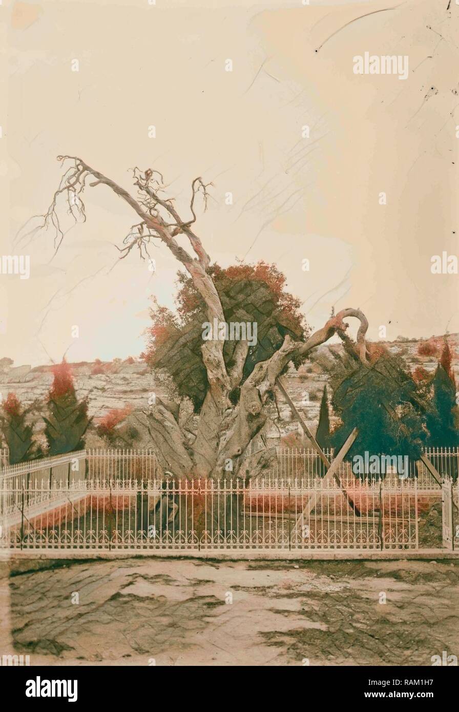 Hebron. Abraham's Oak. 1898, West Bank, Hebron, Middle East. Reimagined ...