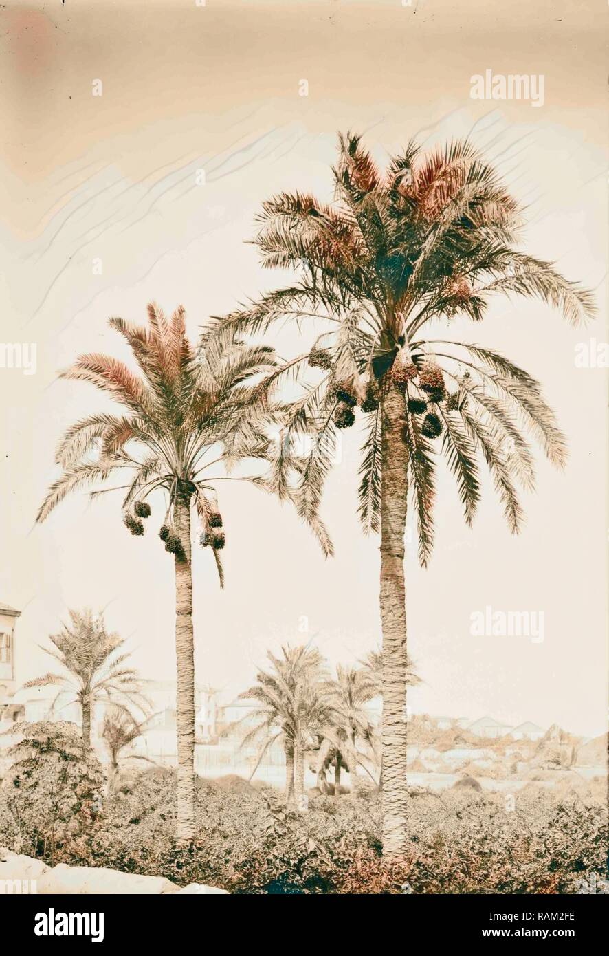 Trees and shrubs. Date palms 1900, Middle East, Israel and/or Palestine ...