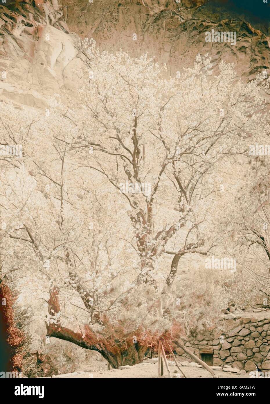 To Sinai via the Red Sea, Tor, and Wady Hebron. Almond tree in blossom ...