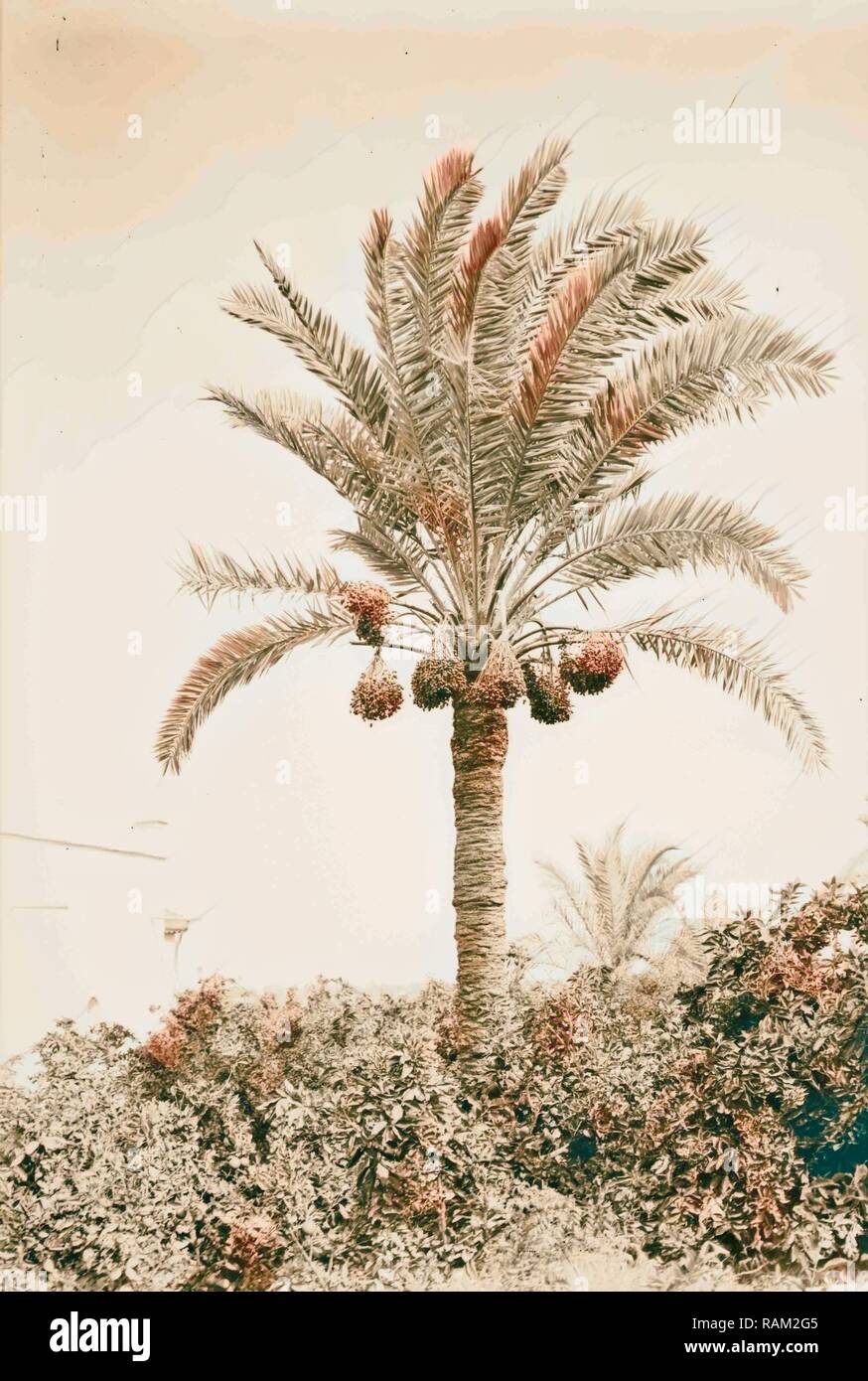 Date palm trees. 1898, Middle East, Israel and/or Palestine. Reimagined ...
