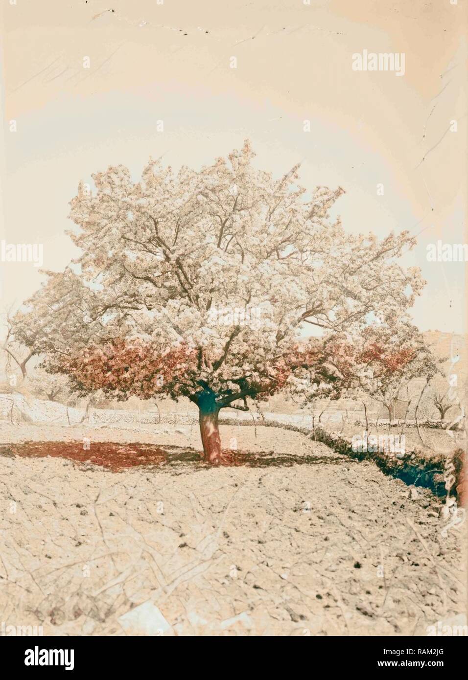 Trees 1898, Middle East, Israel and/or Palestine. Reimagined by Gibon ...