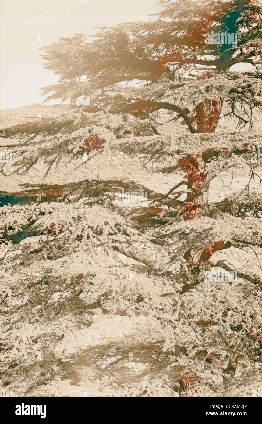 Trees 1898, Middle East, Israel and/or Palestine. Reimagined by Gibon ...