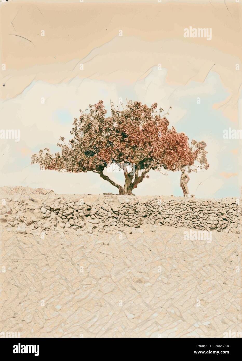 Trees. 1898, Middle East, Israel and/or Palestine. Reimagined by Gibon ...