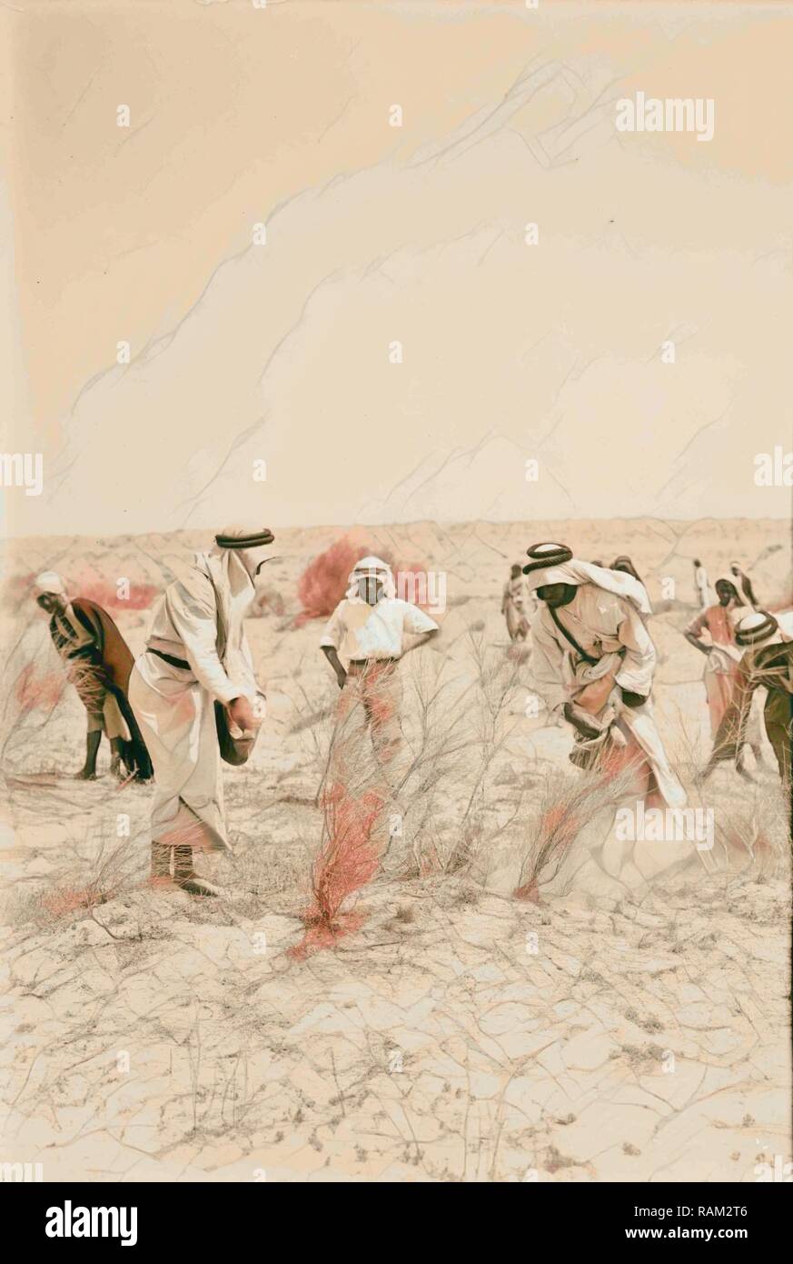 Locust plague. 1898, Middle East, Israel and/or Palestine. Reimagined ...