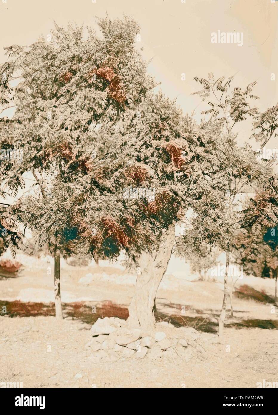 Locust plauge, olive tree. 1898, Middle East, Israel and/or Palestine ...