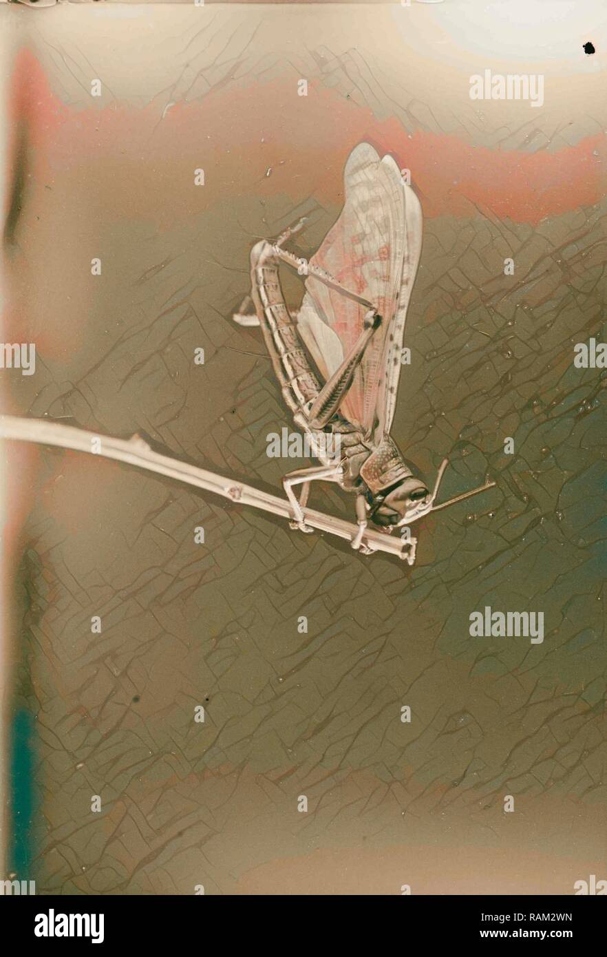 Moulting locust. 1898, Middle East, Israel and/or Palestine. Reimagined ...