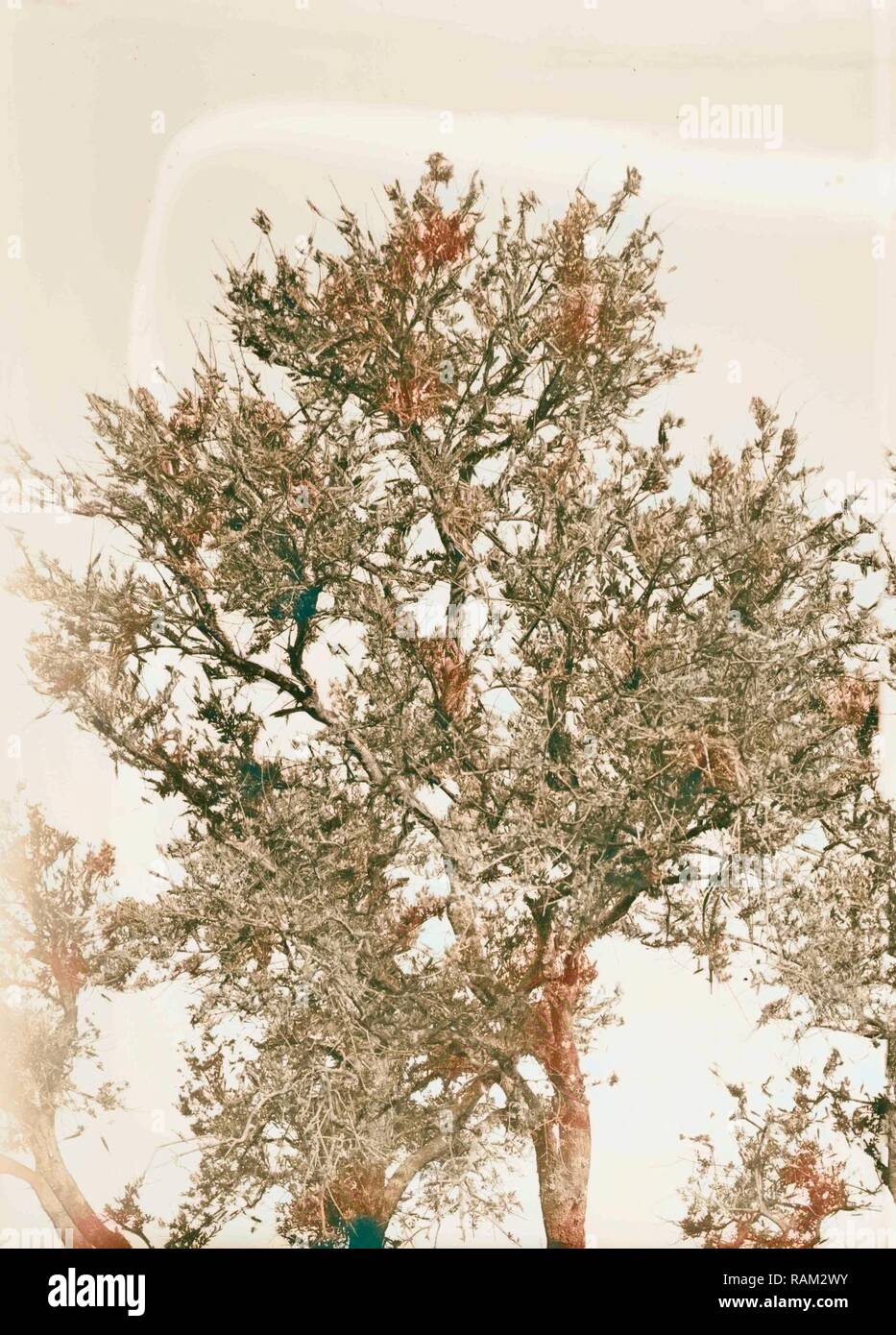 Tree during locust plague. 1898, Middle East, Israel and/or Palestine ...