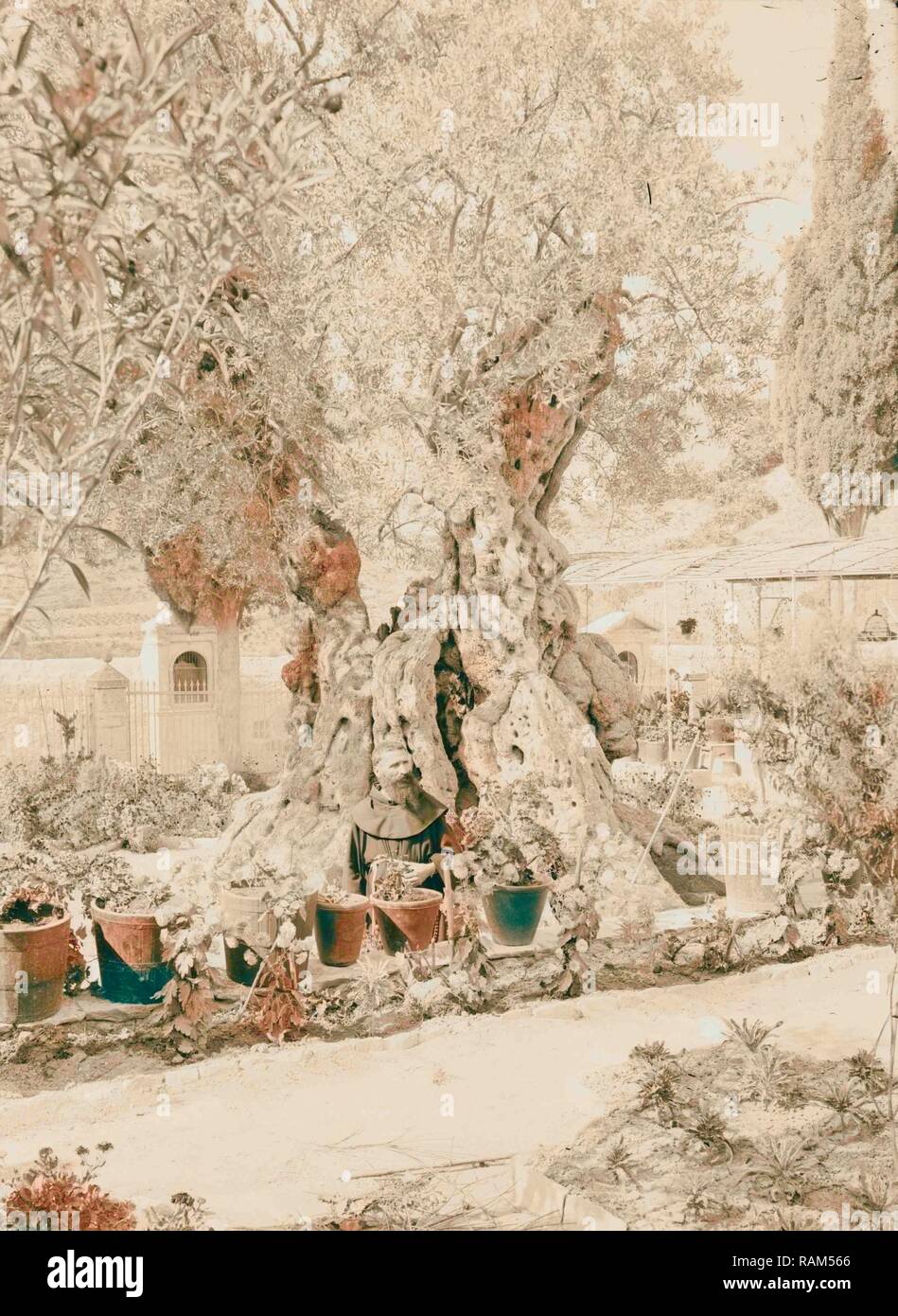 Old Olive tree in Gethsemane 1900, Jerusalem, Israel. Reimagined by ...