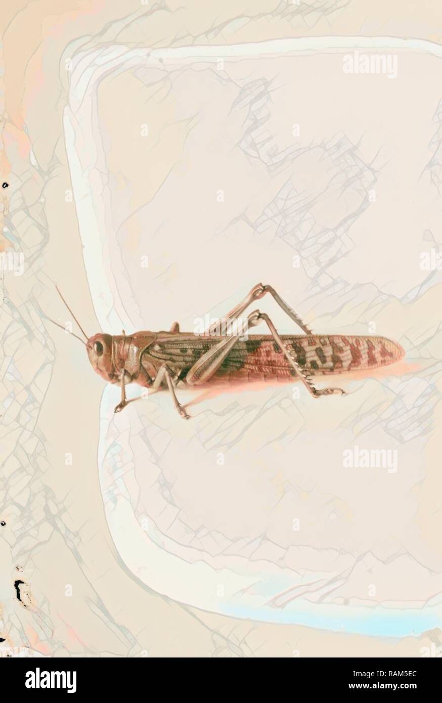 The terrible plague of locusts in Palestine, March-June 1915. The ...