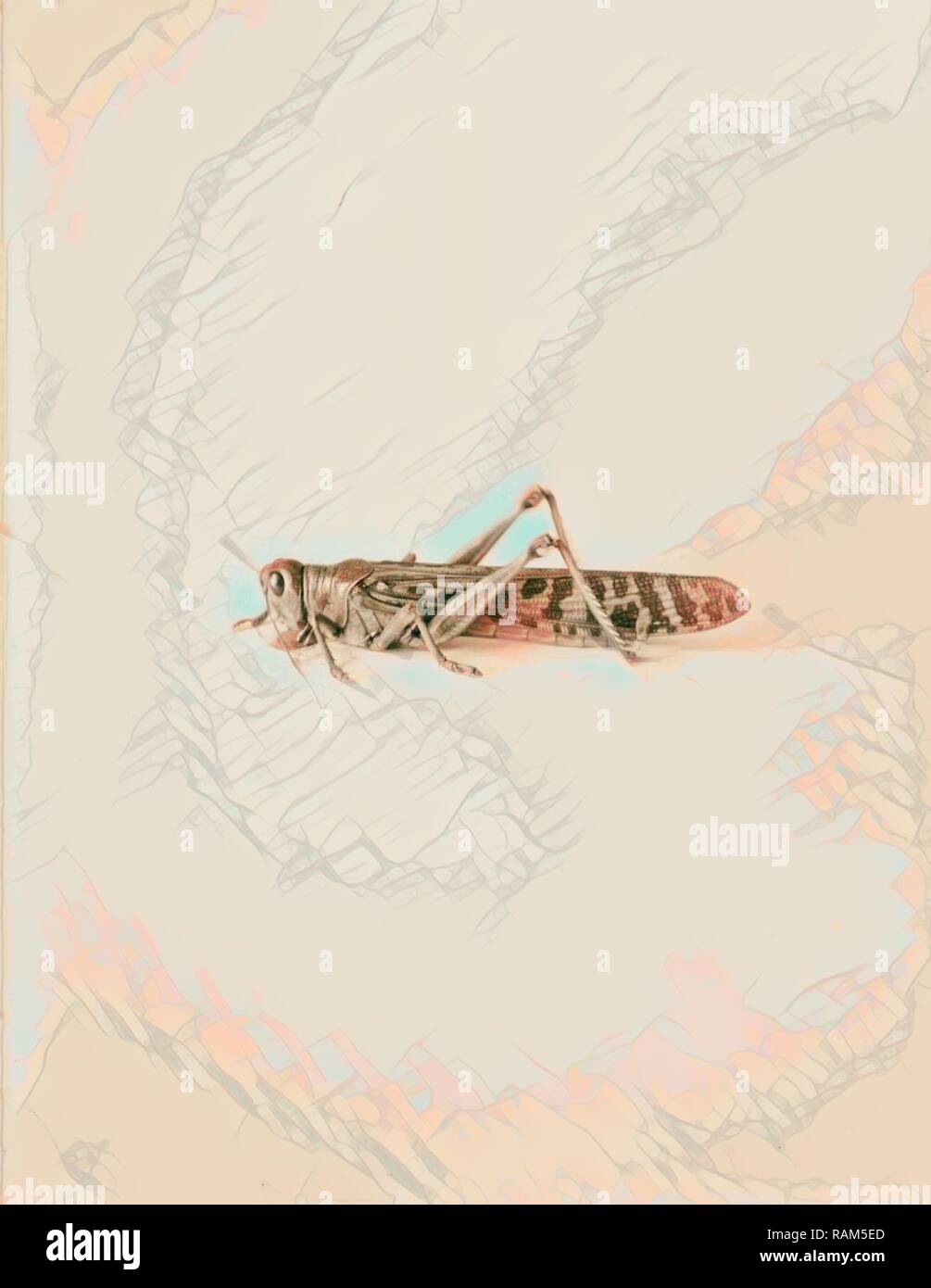 The terrible plague of locusts in Palestine, March-June 1915. The ...