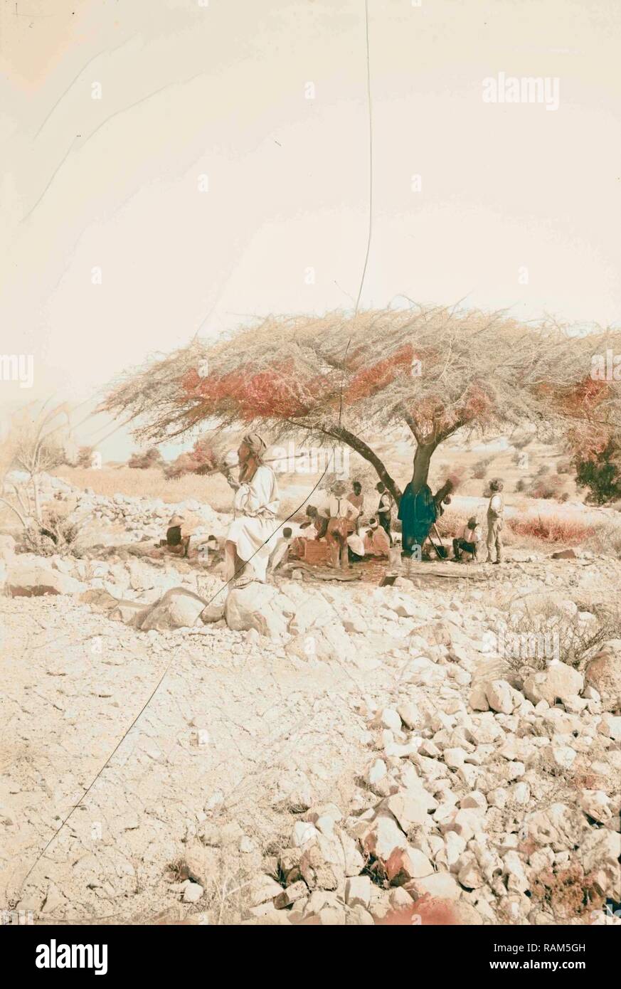 Trees and shrubs. Shittim Tree at Engedi. (Ancacia Seyal Del.) 1900 ...