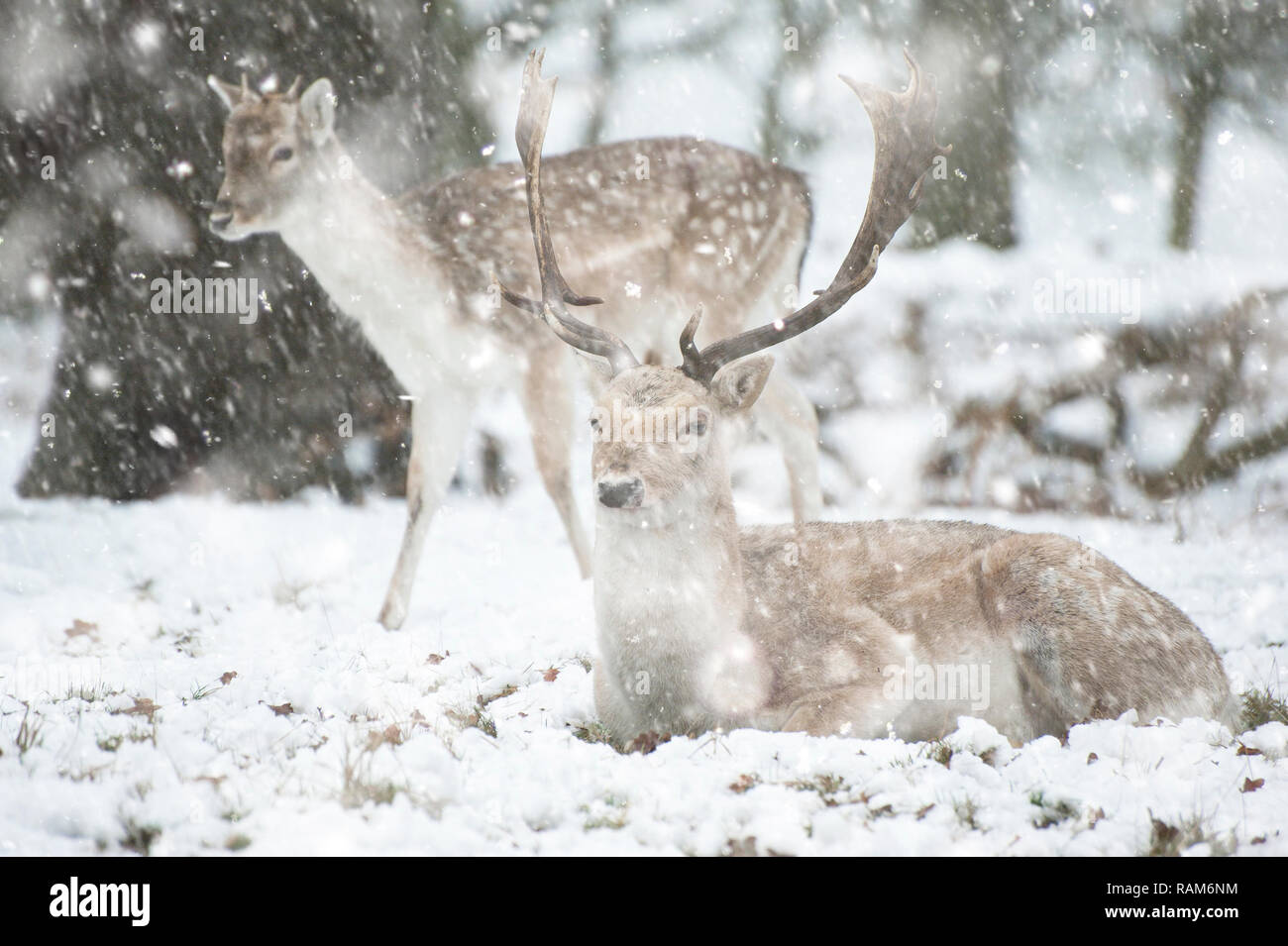 Image of fallow deer in forest landscape in Winter with snow on ground ...