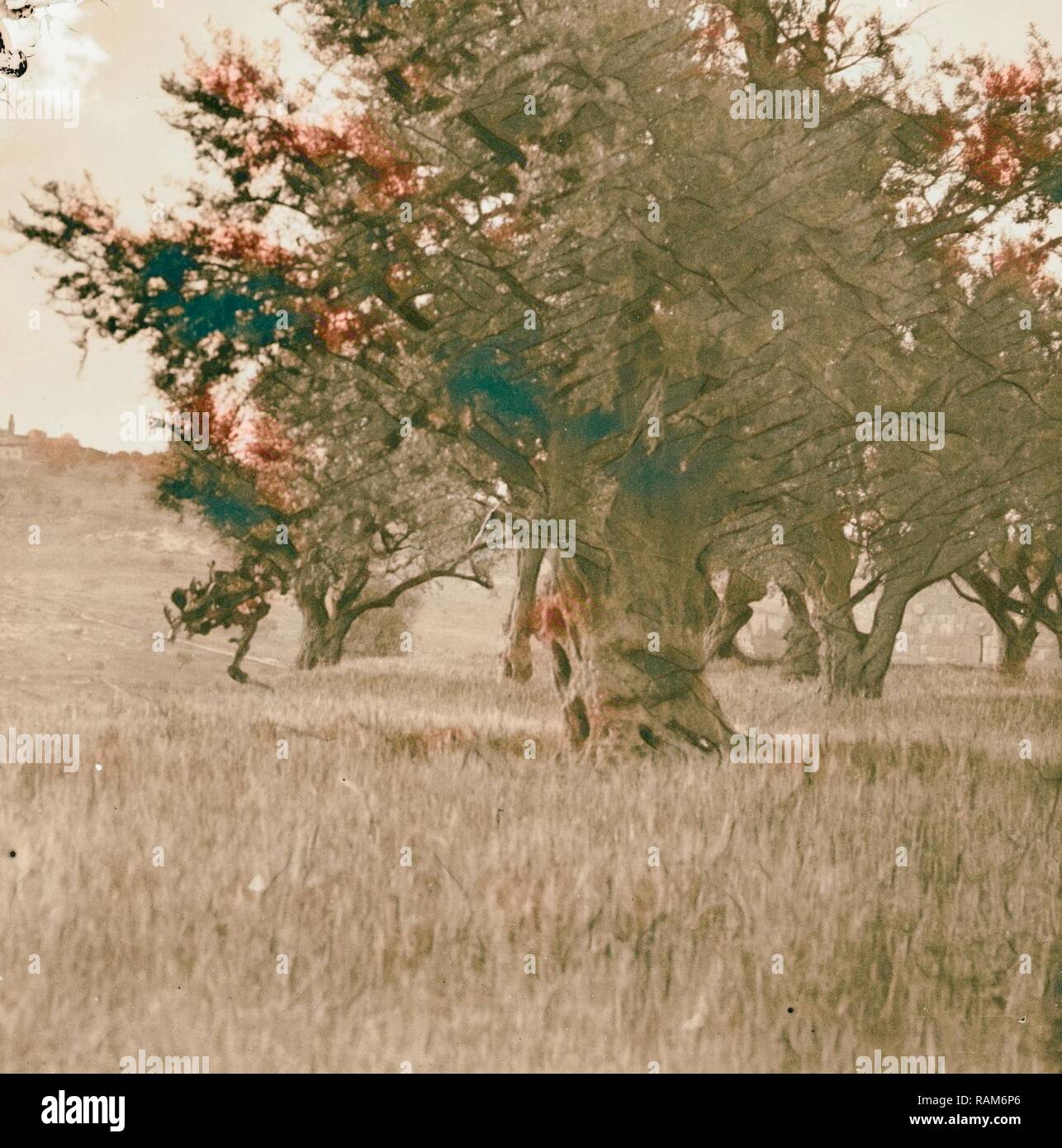 Trees in field. 1898, Middle East, Israel and/or Palestine. Reimagined ...
