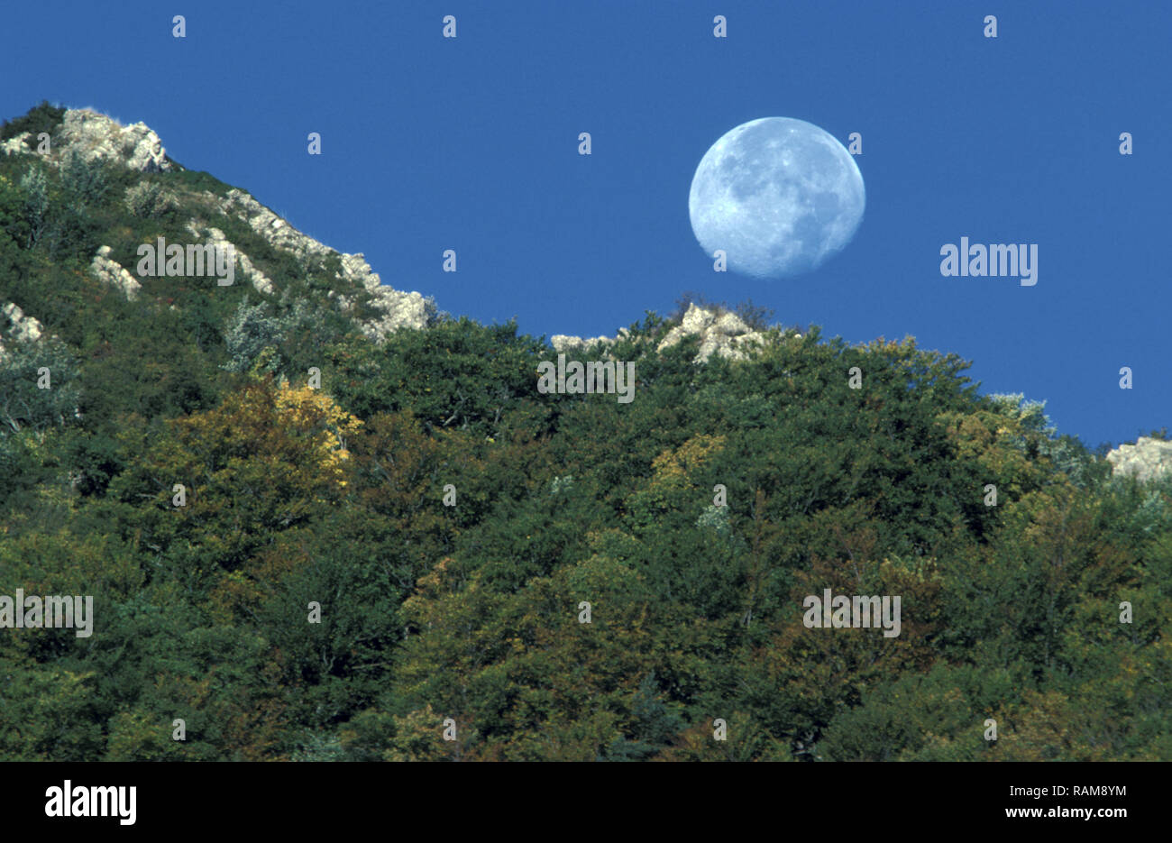 MOON RISING OVER TREE COVERED MOUNTAINS, QUEENSLAND, AUSTRALIA Stock ...
