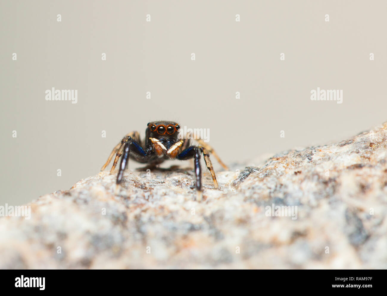 Jumping spider euophrys frontalis hi-res stock photography and images ...