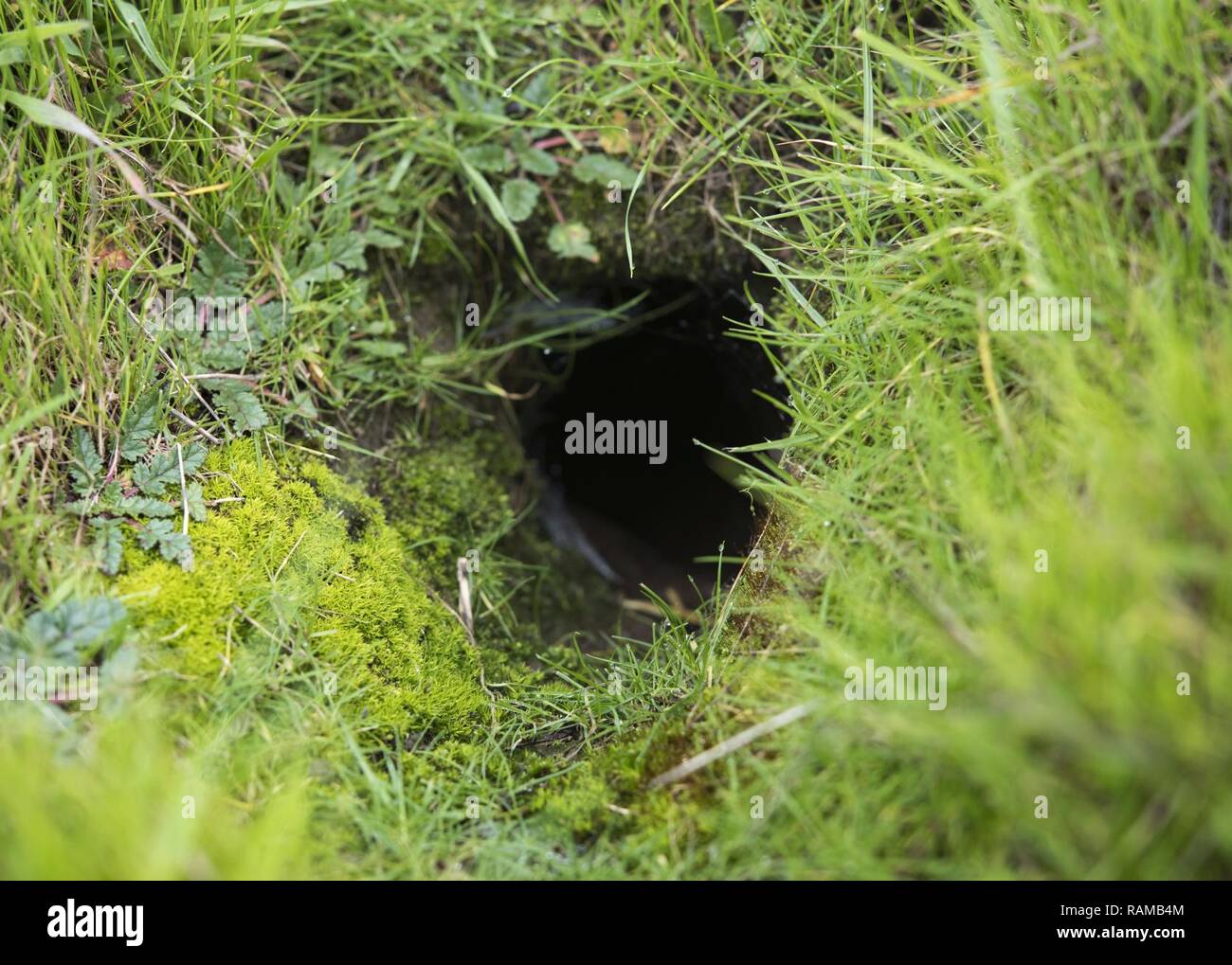 One of many small mammal holes found close to a wetland habitat Feb. 13 ...