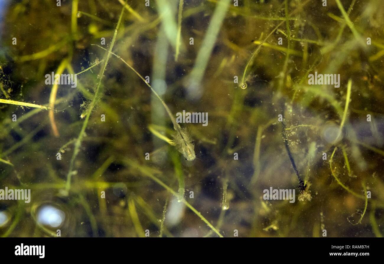 Vernal pool fairy shrimp swim through the waters of an ephemeral pond ...