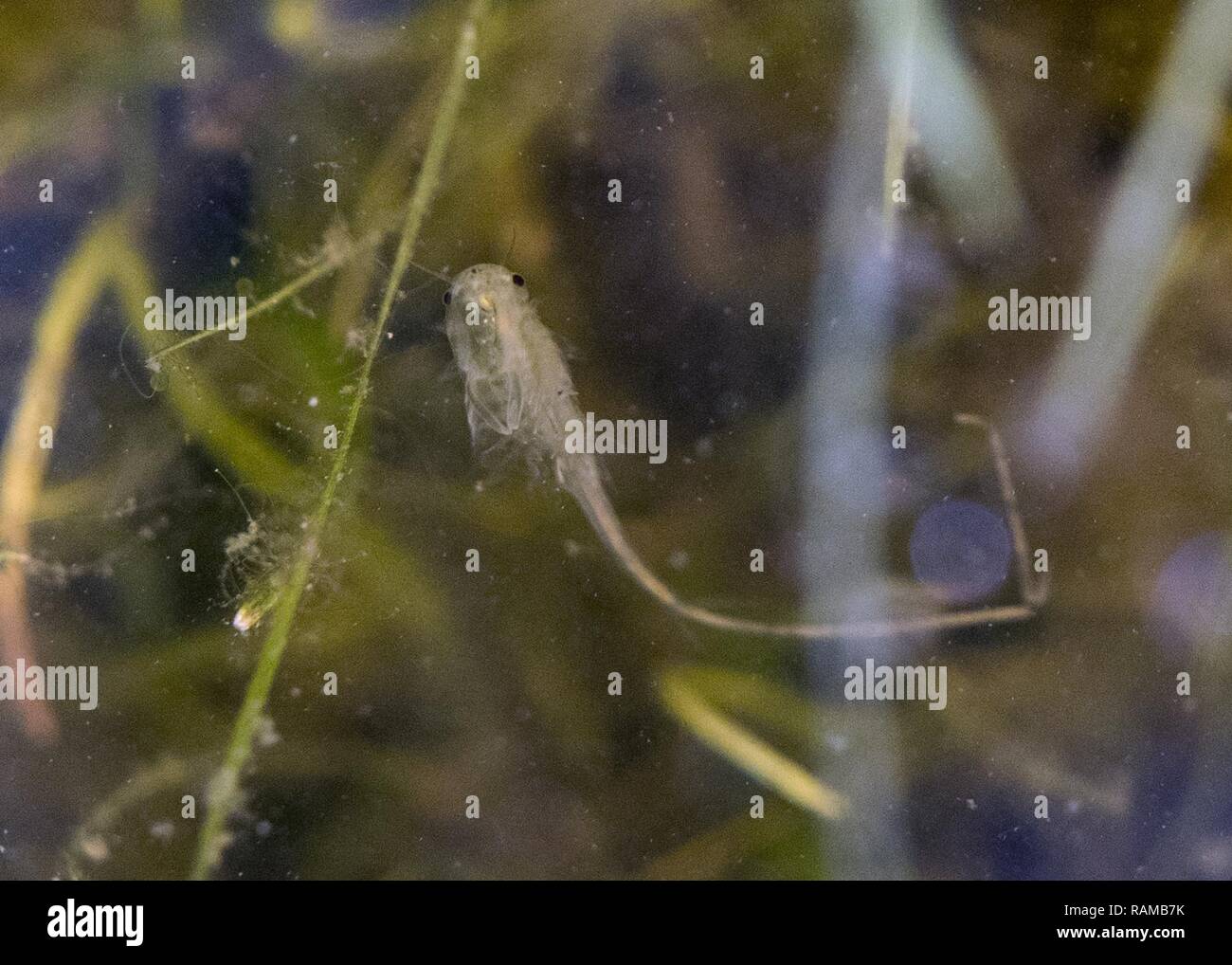 Vernal pool fairy shrimp swim through the waters of an ephemeral pond ...
